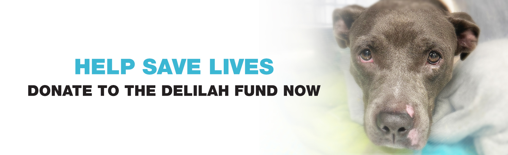 2025 Medical Fund | IndyHumane